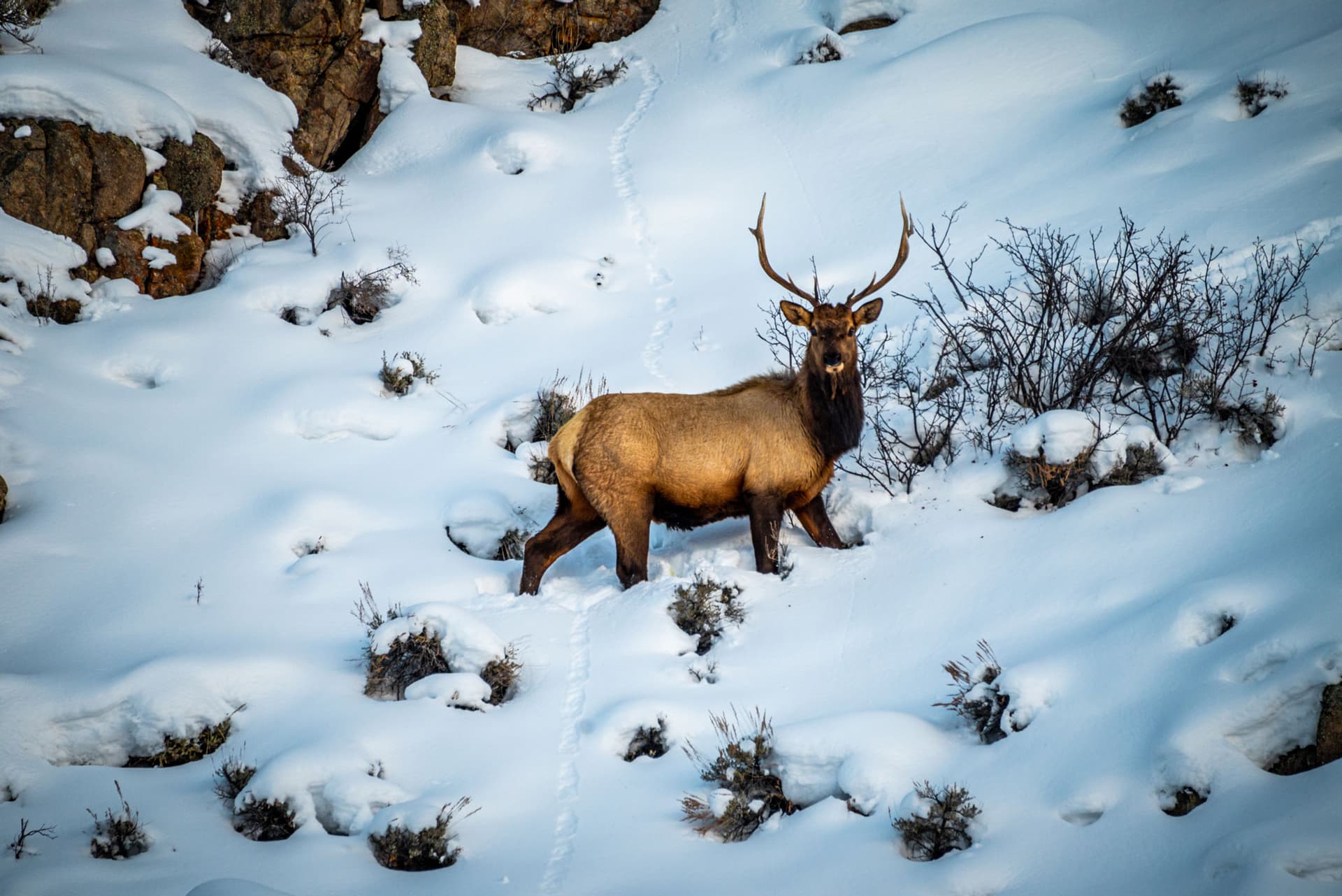 Almont, Colorado Vacations, Activities & Things To Do | Colorado.com