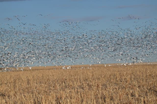 Holly Vacations, Activities & Things To Do | Colorado.com