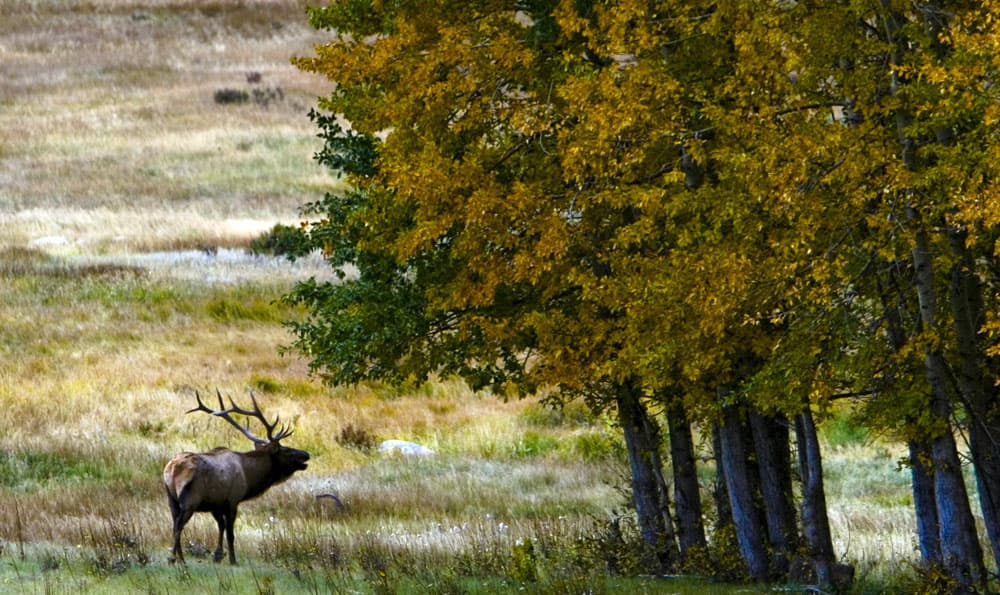 Learn to Hunt Programs in Colorado | Colorado.com