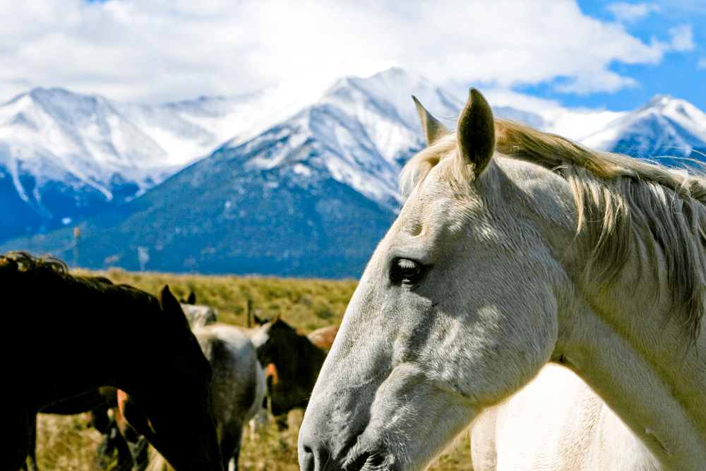 Collegiate Peaks | Colorado.com