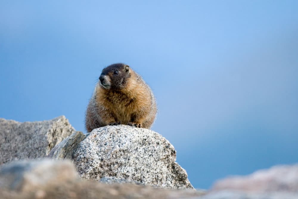Mount Blue Sky | Colorado.com